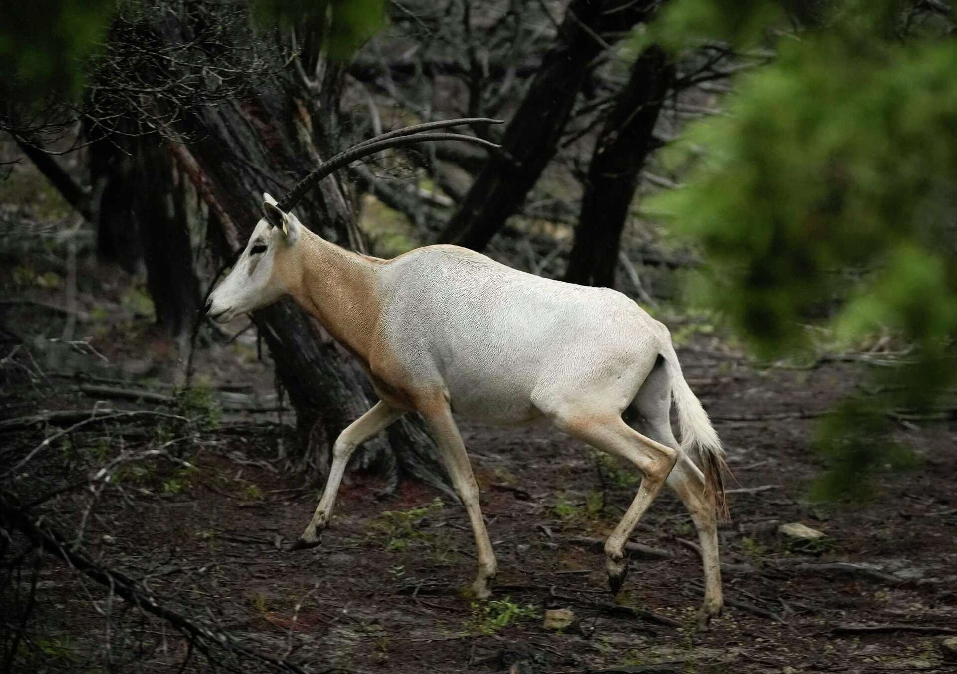 Is this even Texas? Exotic animals from other countries roam freely