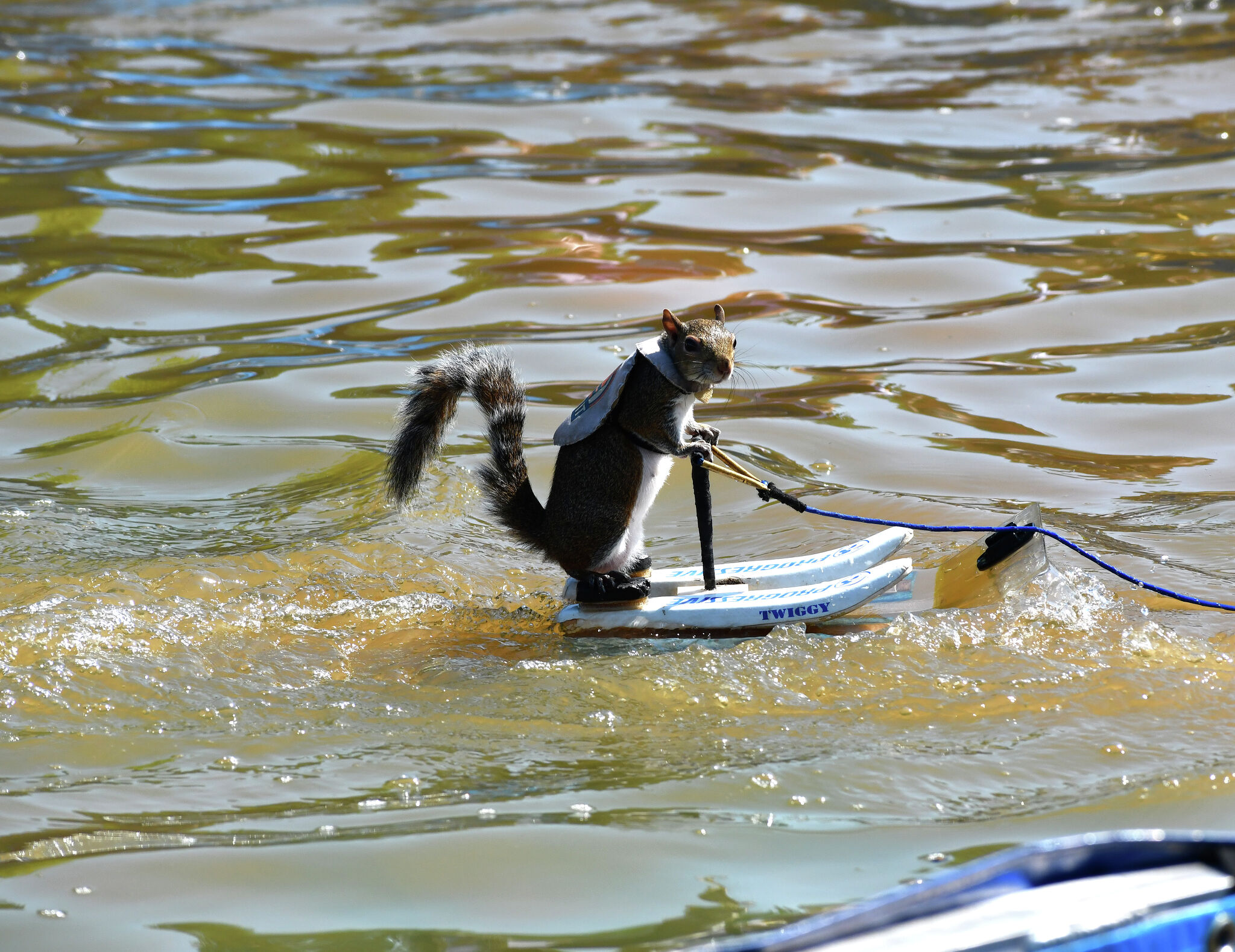 Manistee Forest Festival kicks off with games, water-skiing squirrel