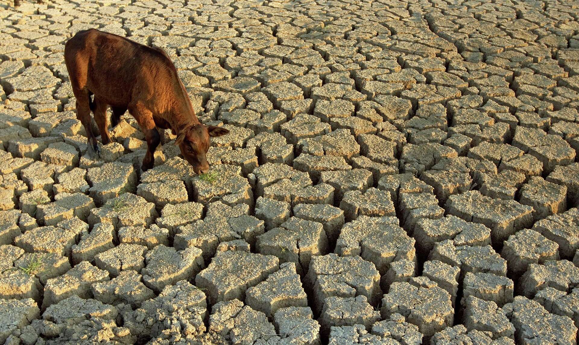 82% of Texas is in drought. See US drought monitor map