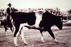 Texas Longhorns beloved mascot Bevo: See photos through the years