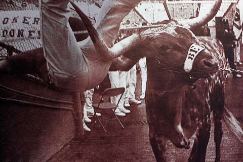 Texas Longhorns beloved mascot Bevo: See photos through the years