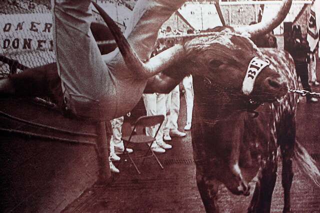Texas Longhorns beloved mascot Bevo: See photos through the years
