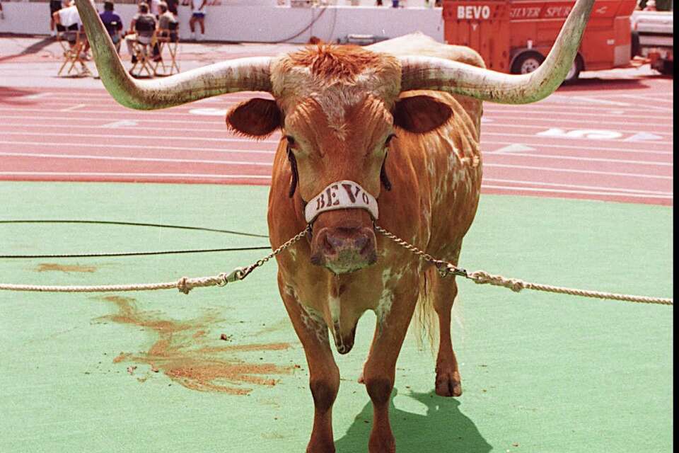Texas Longhorns beloved mascot Bevo: See photos through the years