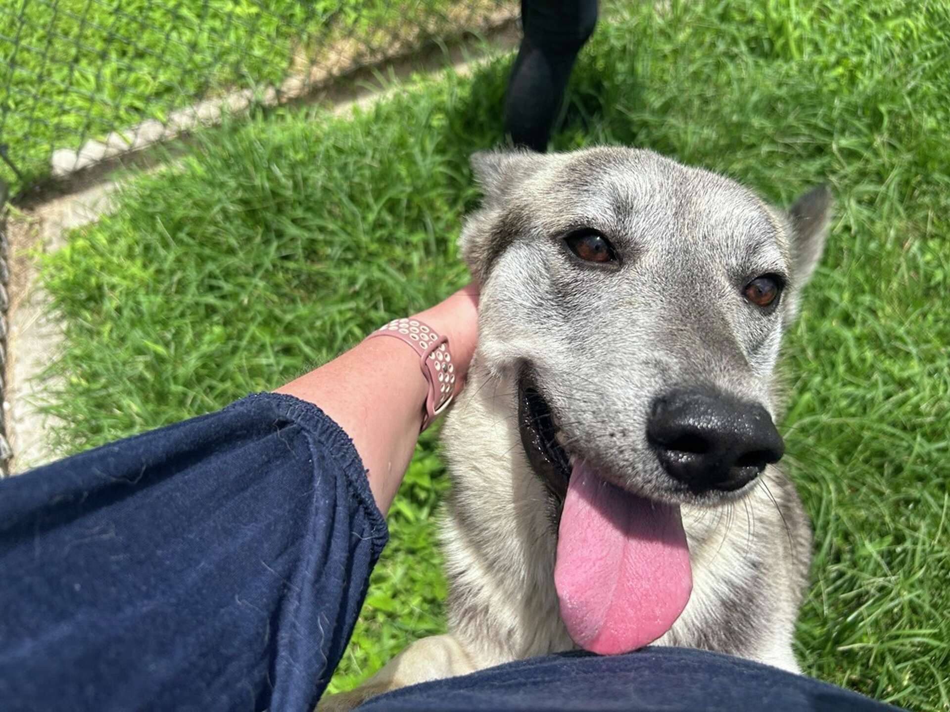 Beaumont shelter dog Jace seeks adoption after month-long stay