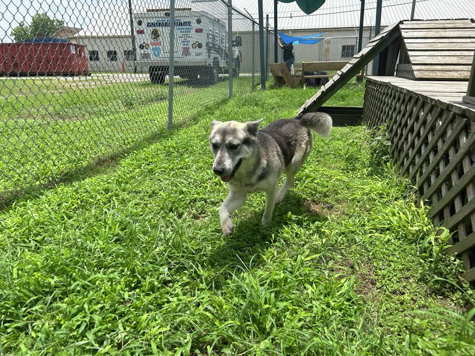 Beaumont shelter dog Jace seeks adoption after month-long stay