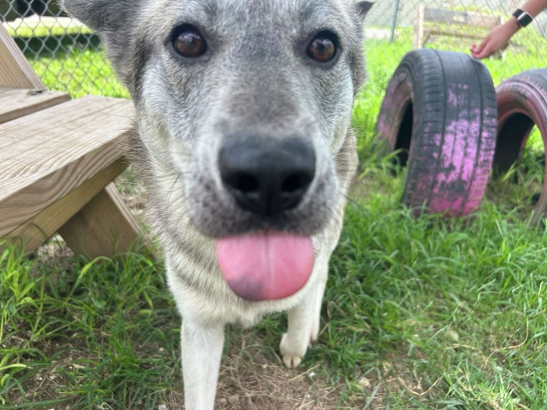 Beaumont shelter dog Jace seeks adoption after month-long stay