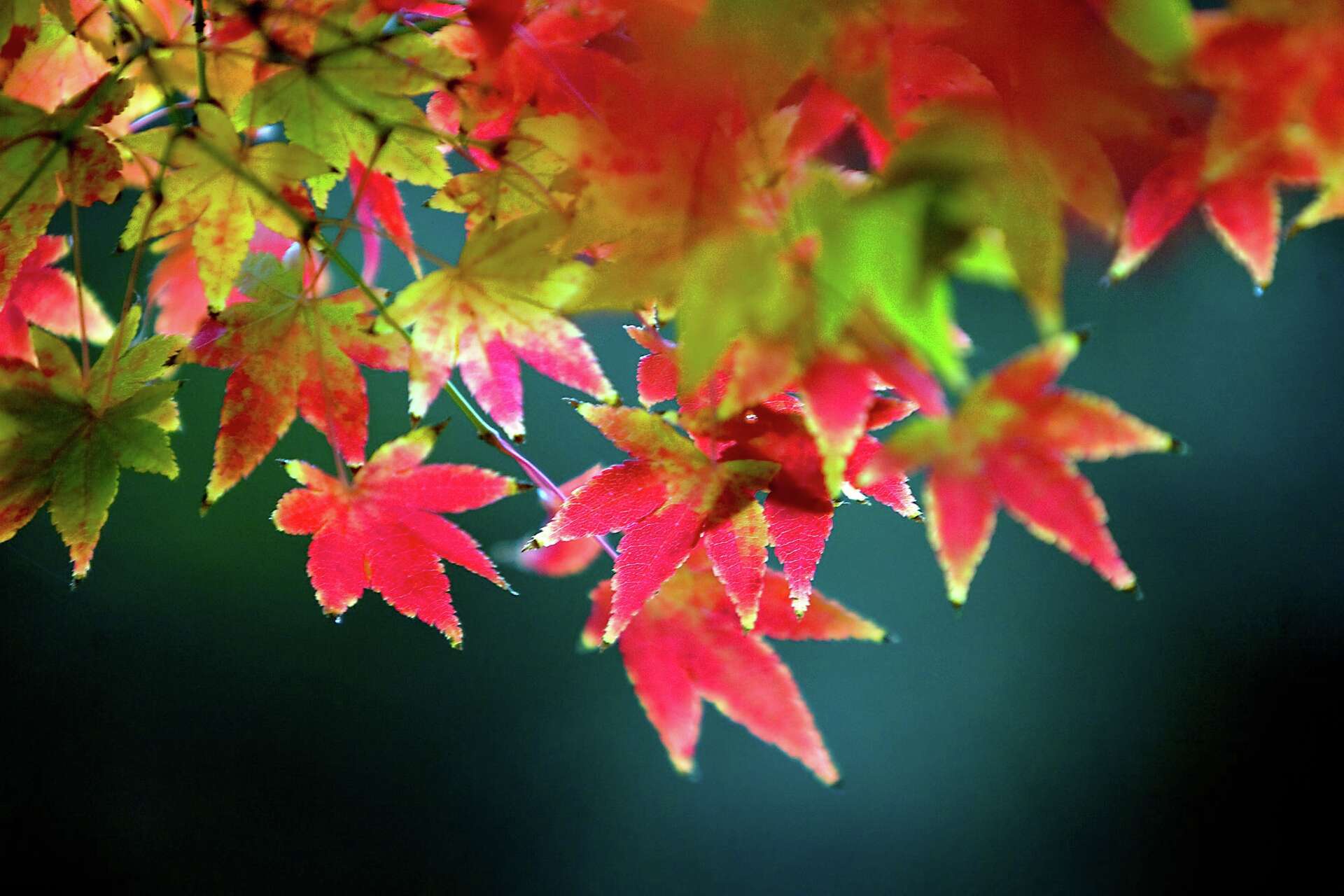 When does fall start in Texas? First day of autumn is in September