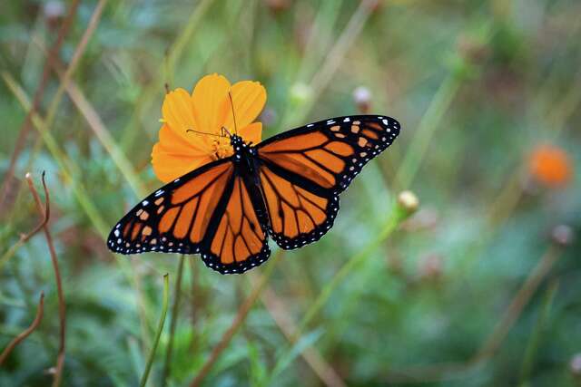 When is peak monarch migration in Texas? Track butterflies on map live