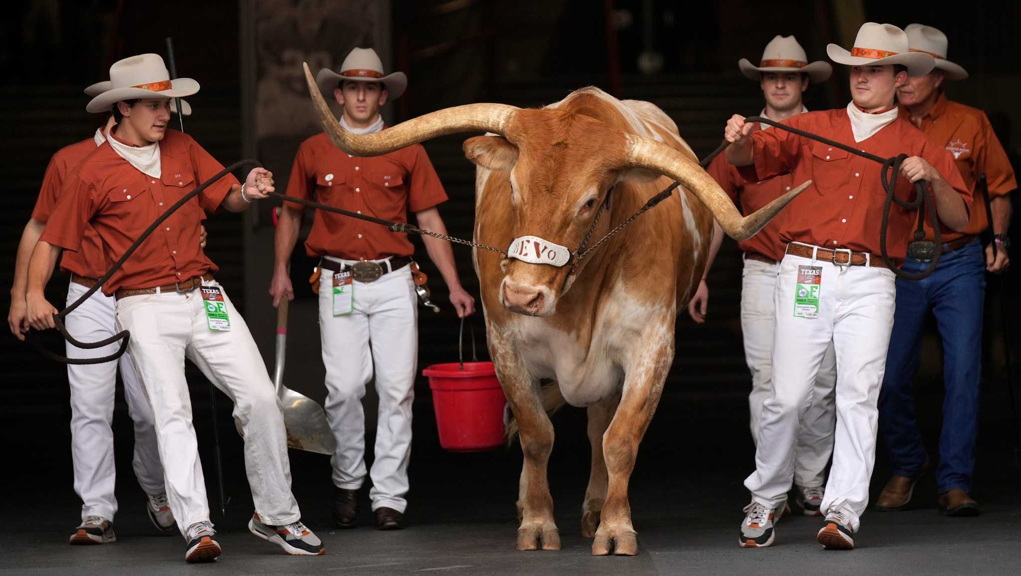 Texas Longhorns mascot Bevo XV has a new little sister and her name ...