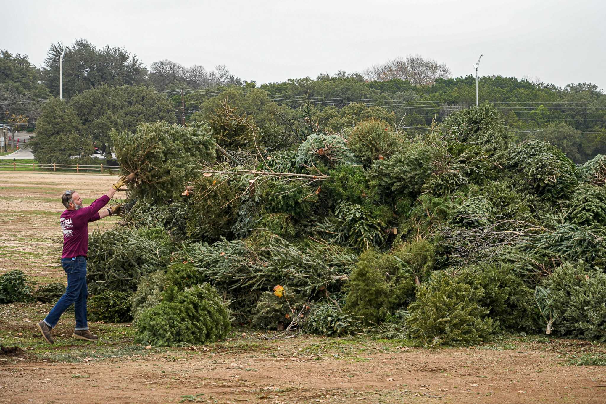 How to recycle your Christmas trees after holidays in Austin