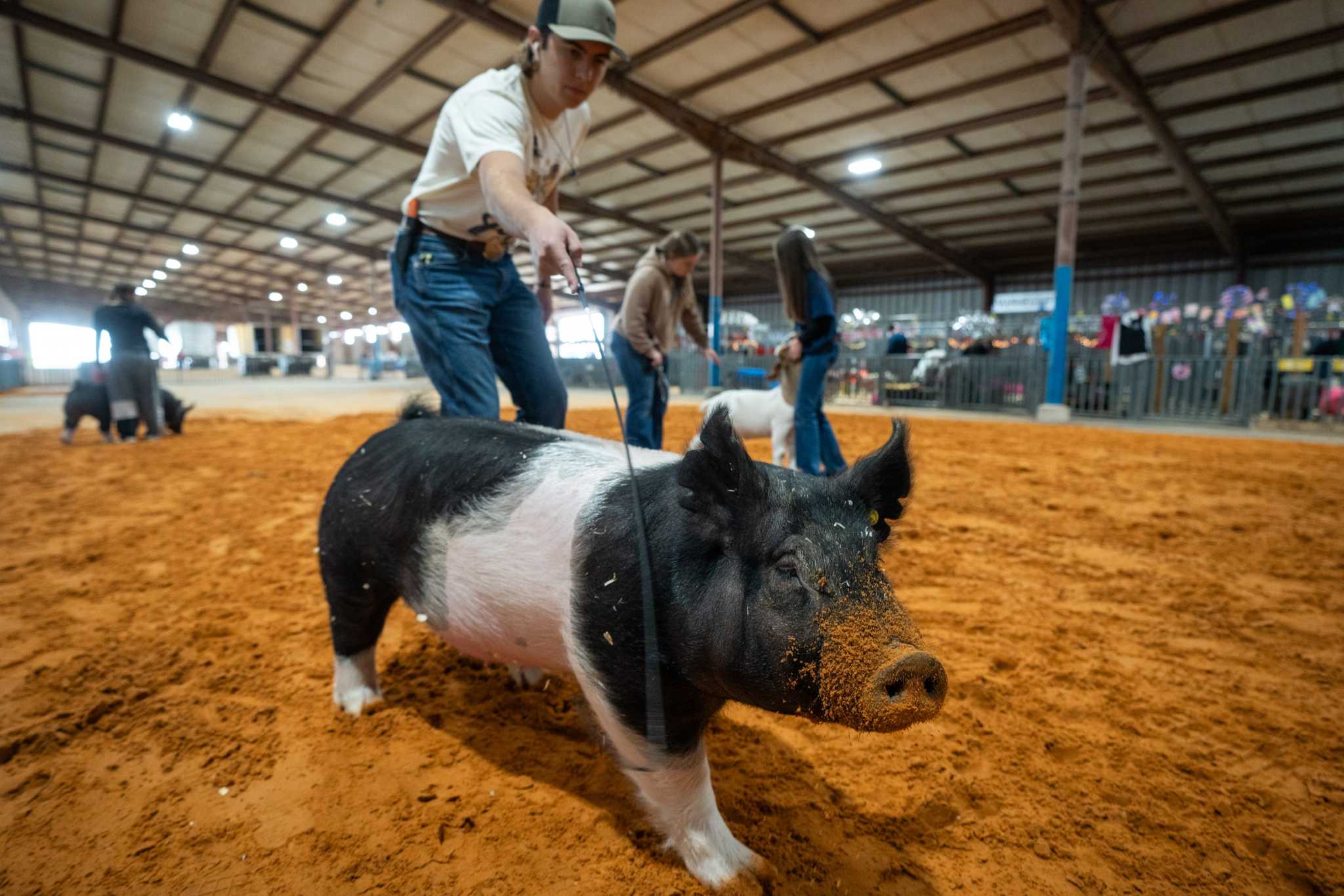 Students prepare livestock for Travis County Youth Show. See photos.