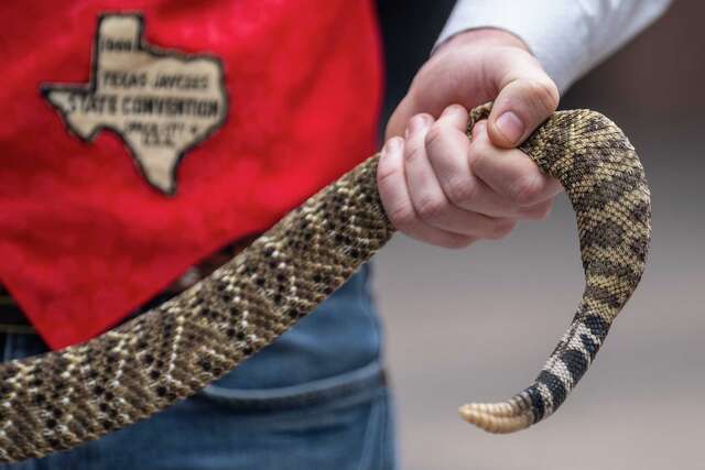 Snakes on the plains? 7 places in Texas with the most rattlesnakes