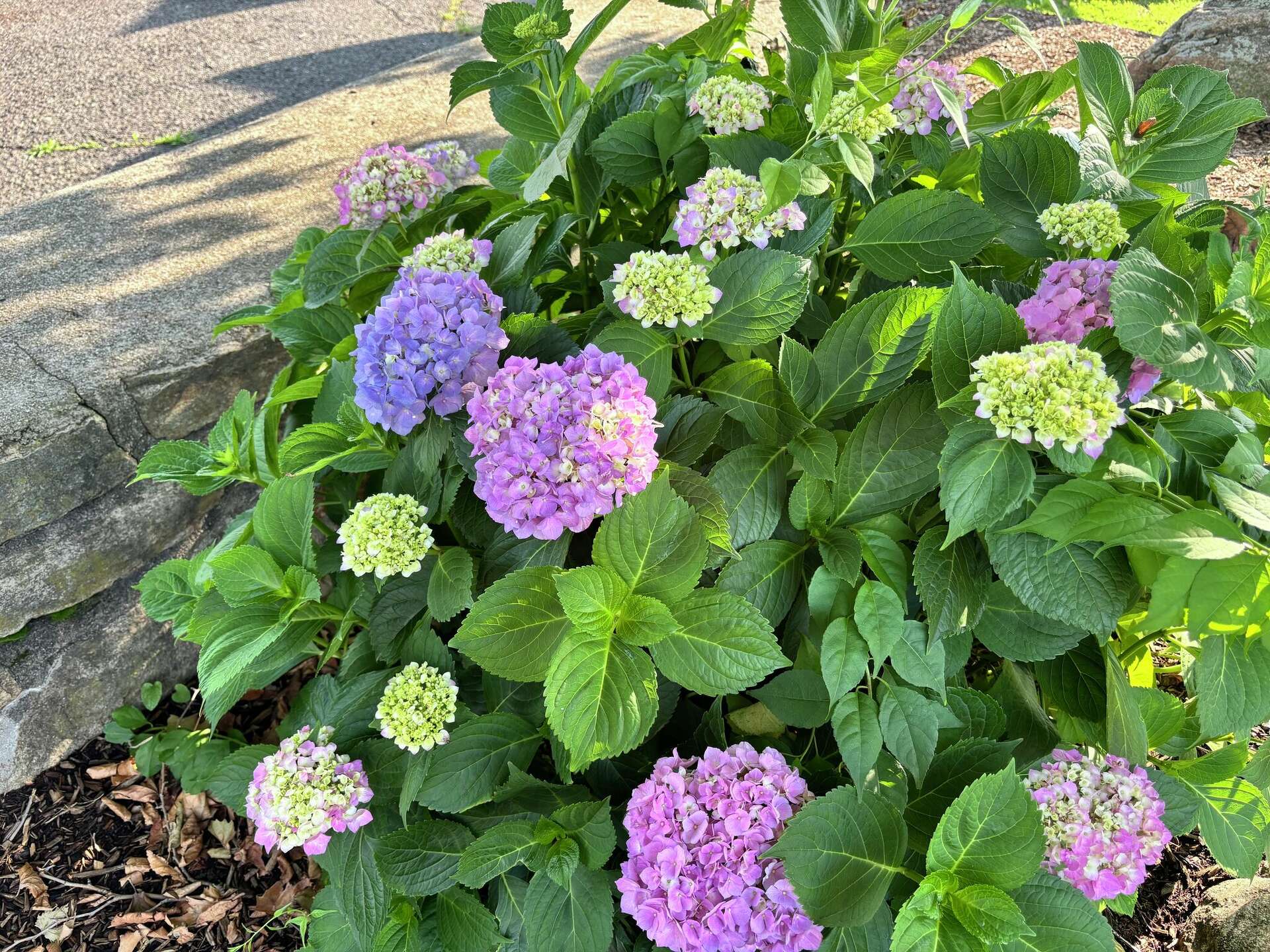 Hydrangeas get 'early summer damage' after heat wave in the Northeast