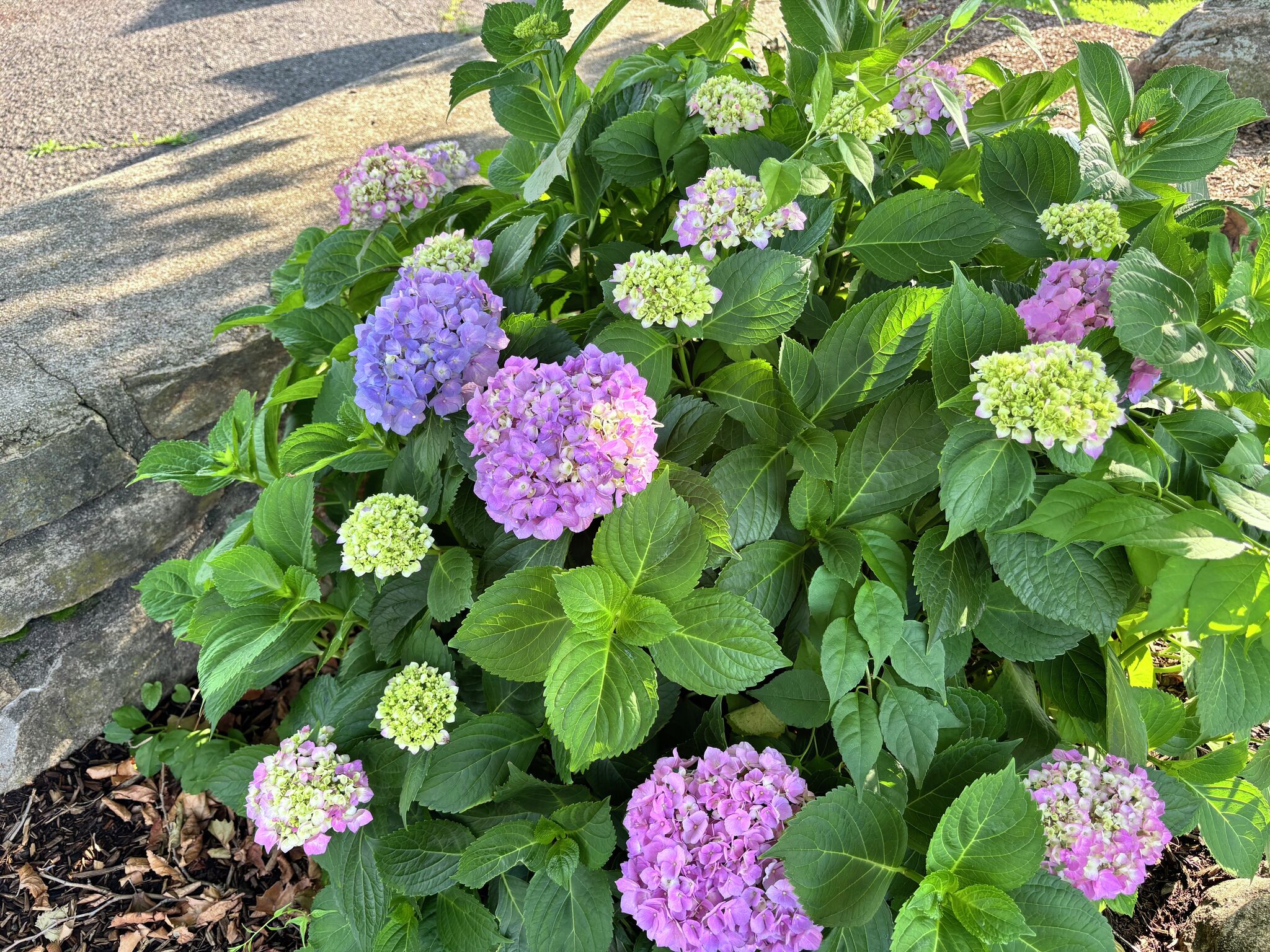 Hydrangeas get 'early summer damage' after heat wave in the Northeast