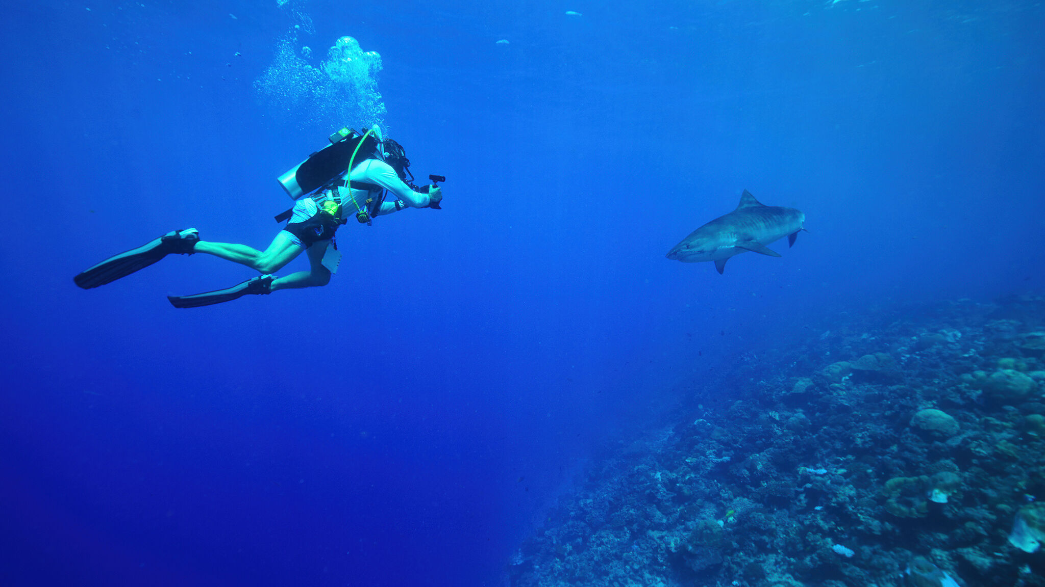 Netflix's 'All the Sharks' is a family friendly reality series