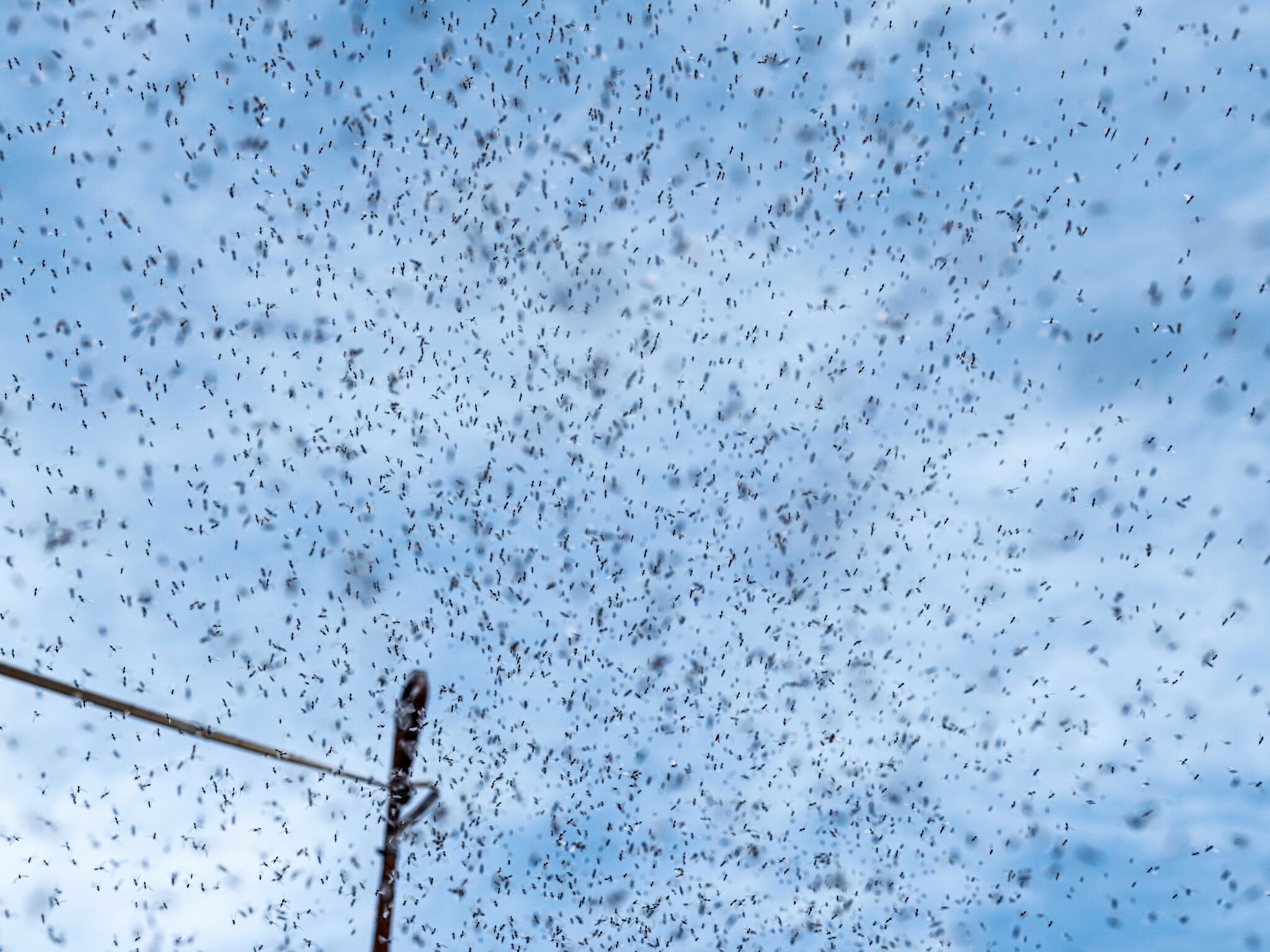 Millions of flies to be released in Texas to fight screwworm threat