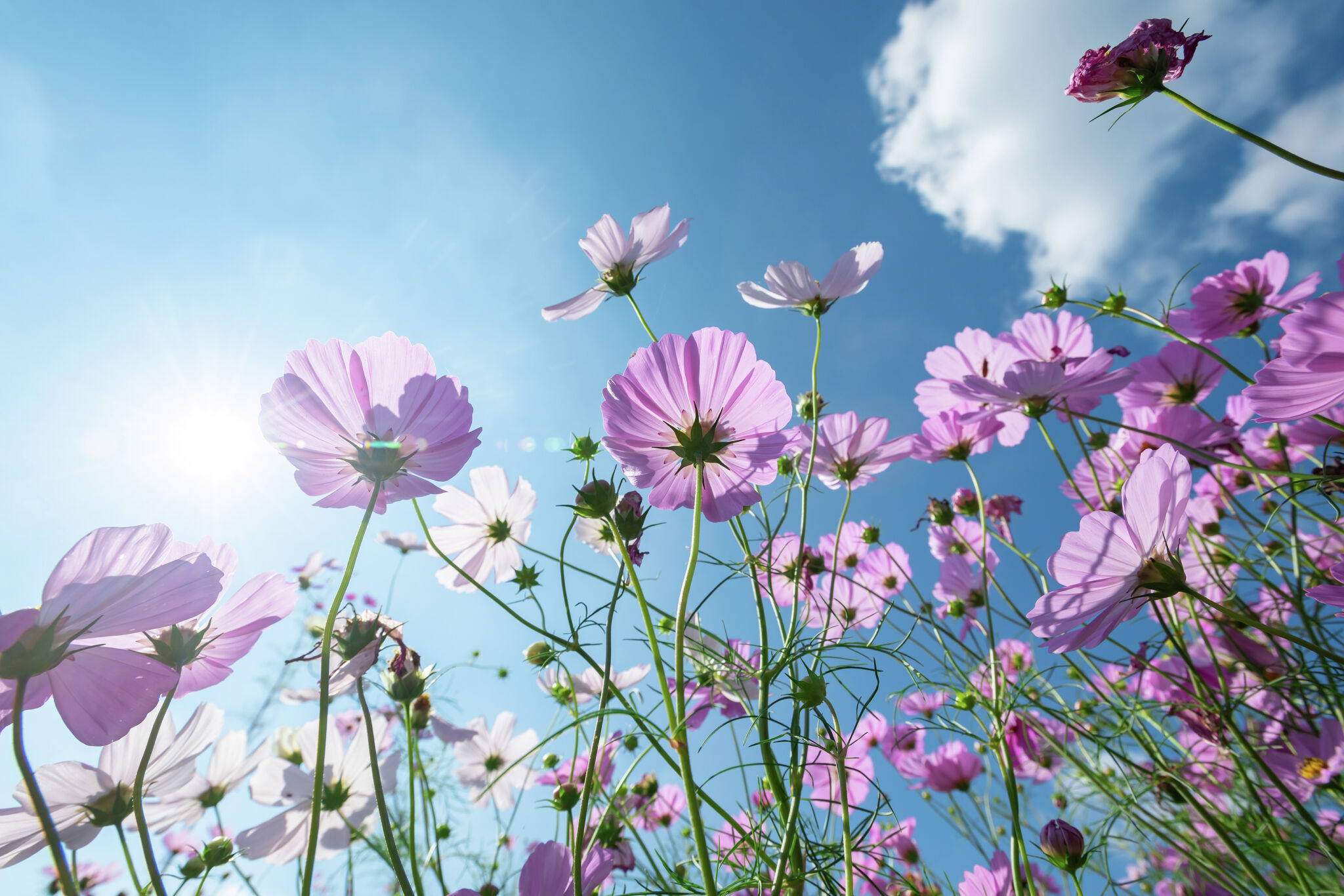 Juan Negroni (opinion): Millie Best: A life of giving, fully bloomed