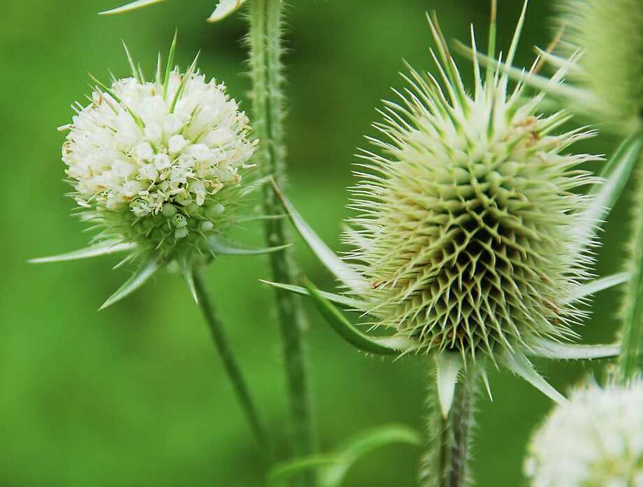 Behold beauty of teasels, but beware nature's needles - Times Union