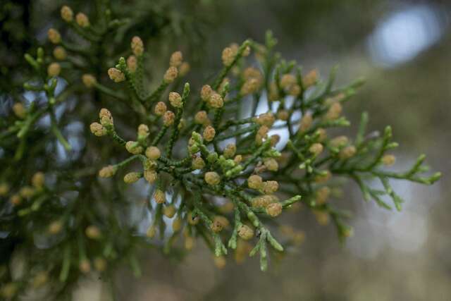 Suffering from cedar fever? See what to expect in Austin allergies