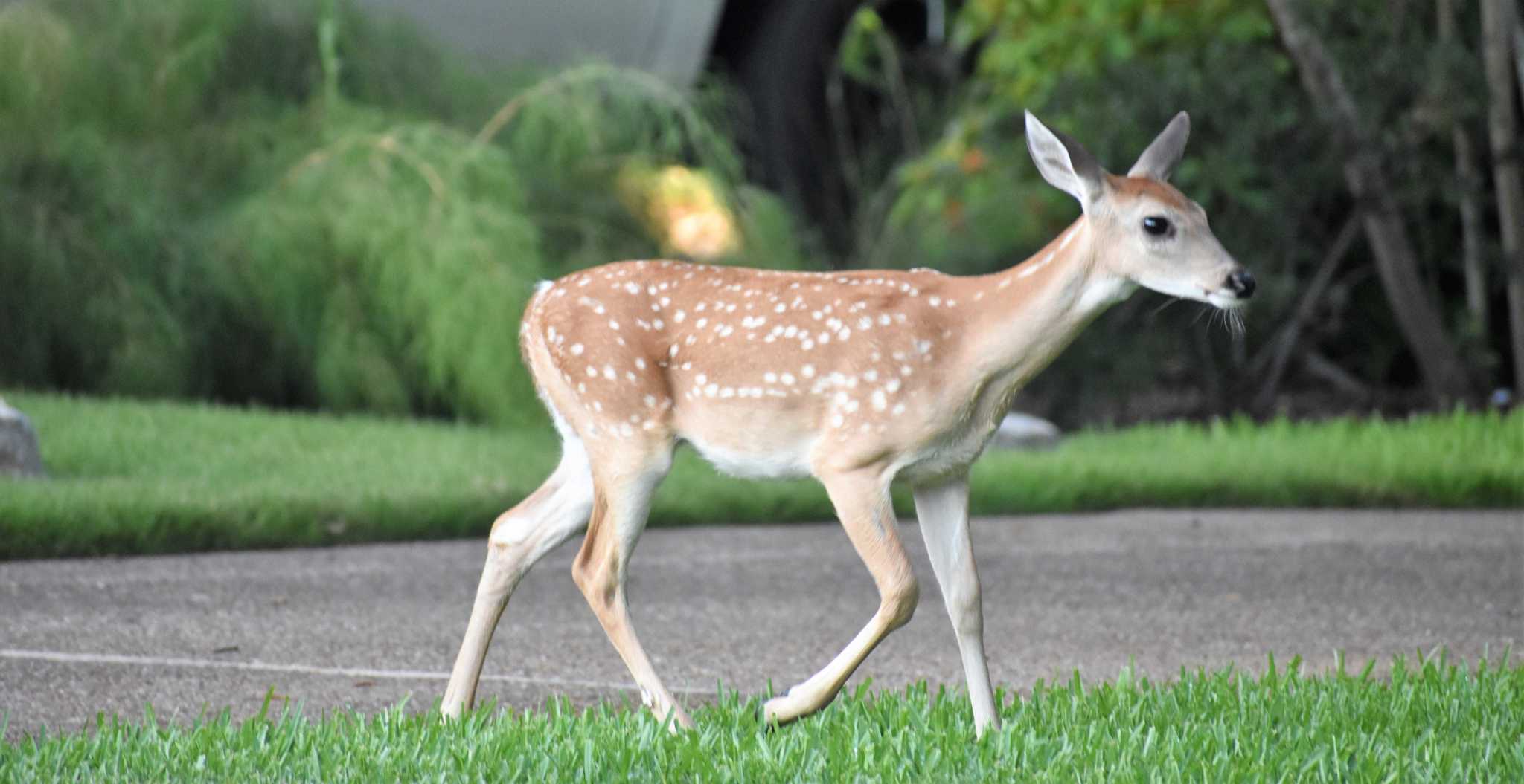 Lakeway deer vote unleashes stampede of angry emails from PETA members