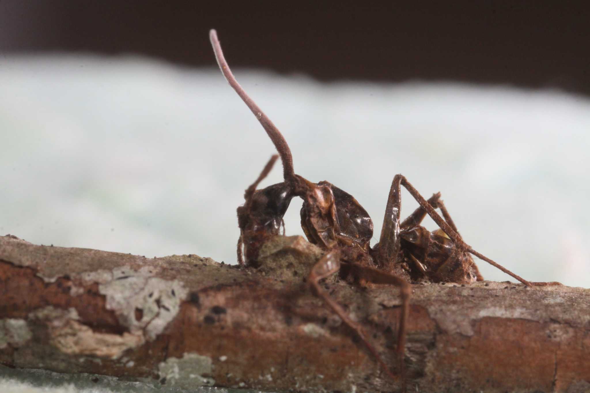 Not only are zombies real, they’re part of nature