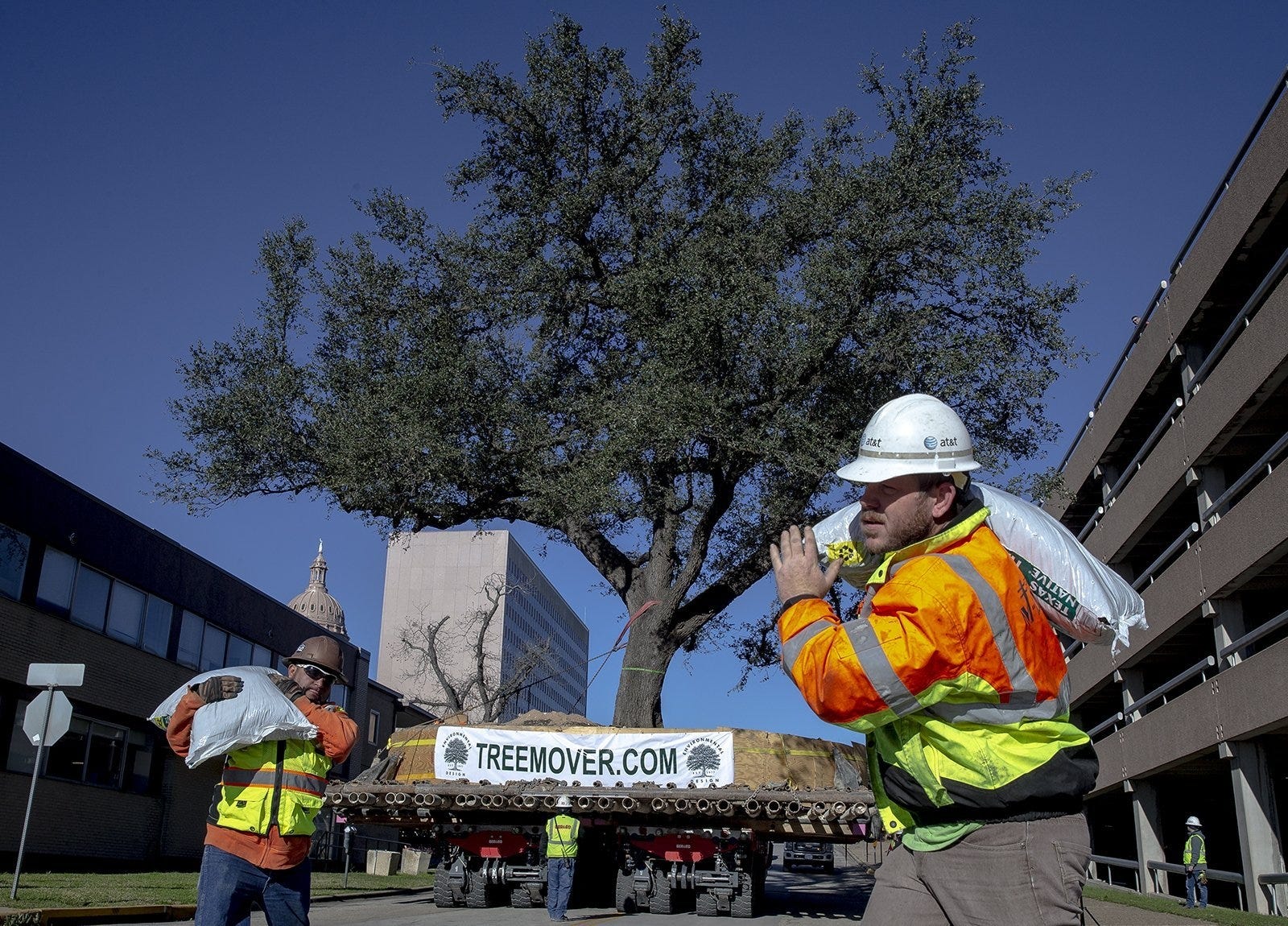4-story, 150-ton heritage tree finds new home