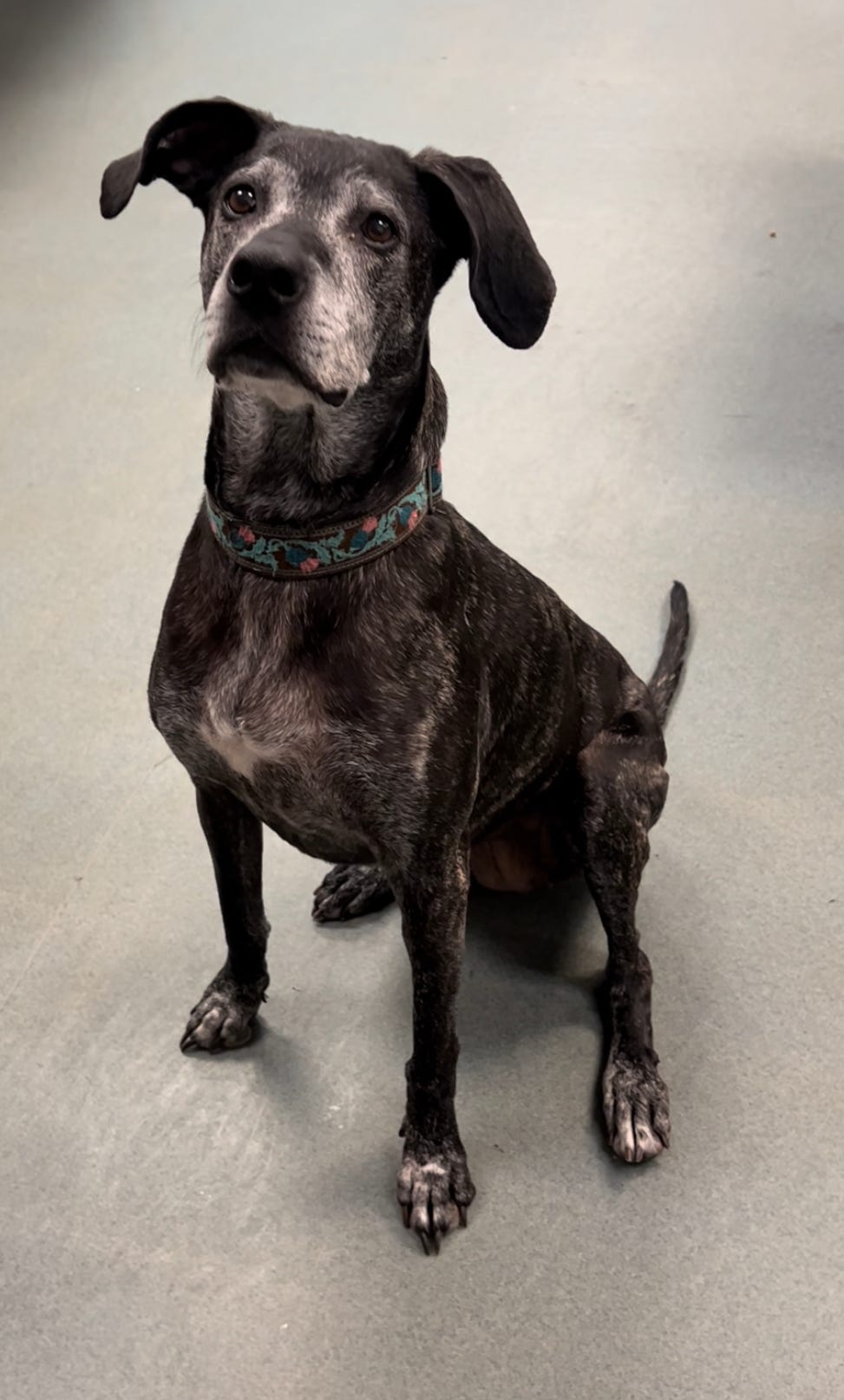 Meet 5 senior dogs at Austin Humane Society that will get help from ...