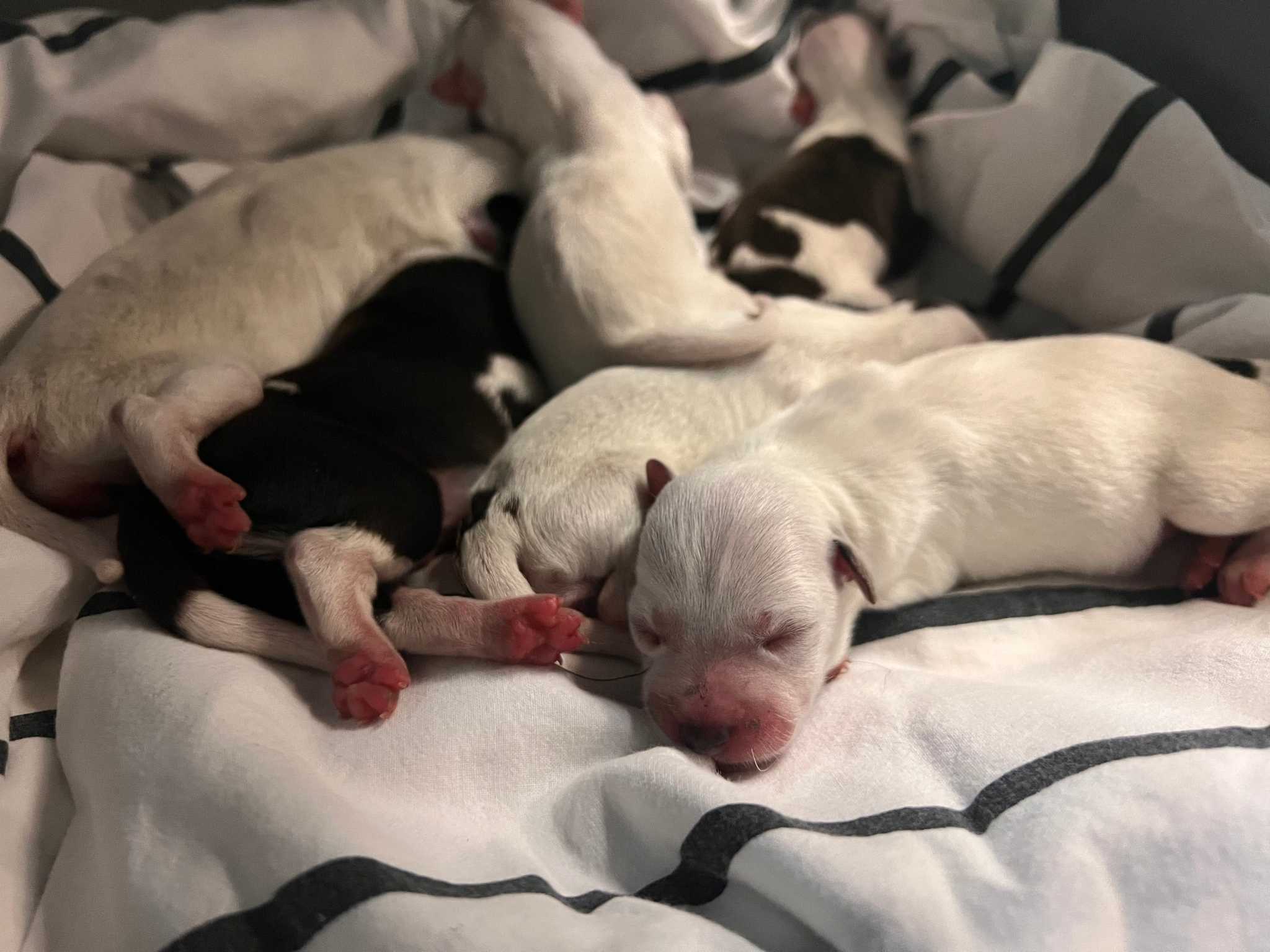 Puppies found alive, attached by umbilical cord to dead mother