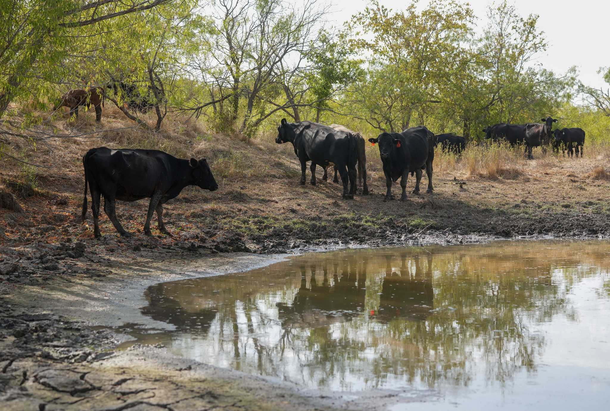 Organized cattle theft in Williamson County leads to 5 arrests