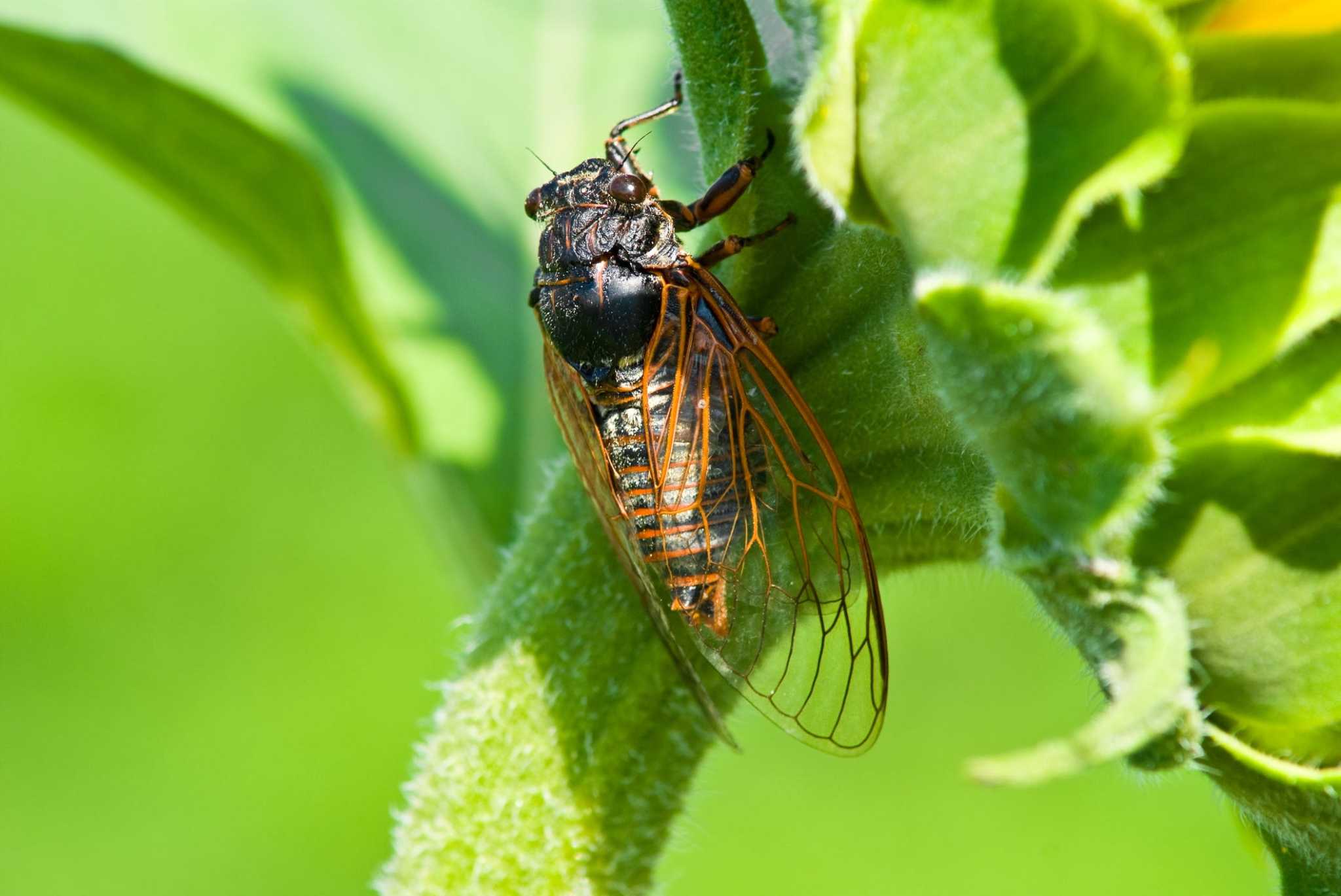 Zombie cicadas? What to know as trillions of cicadas emerge this spring