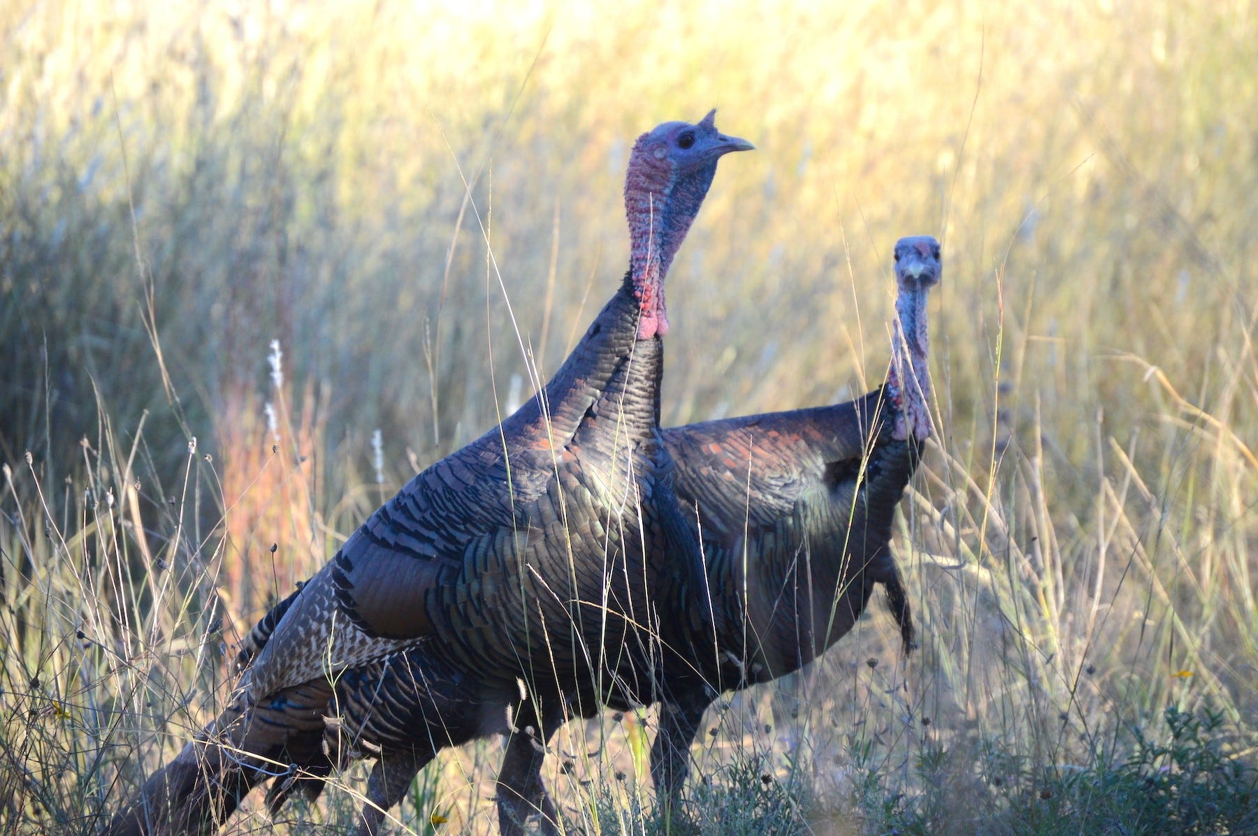 Spring turkey hunting season is about to begin in the state of Texas