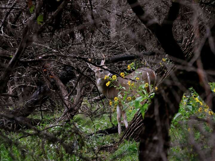 When does deer, quail season start in Texas? Start hunting Nov. 1