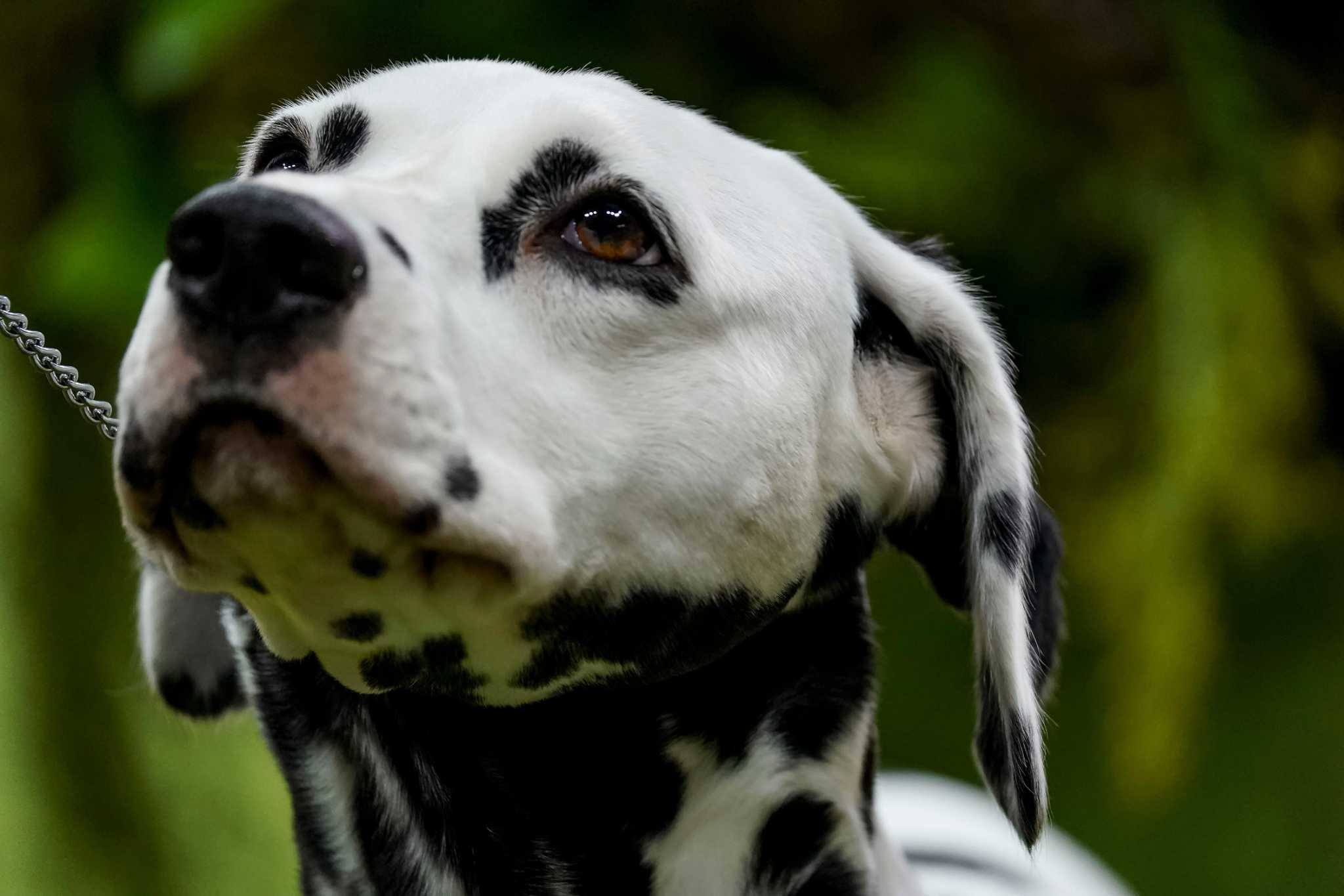 Westminster dog show the subject of 'Dogland' insider book