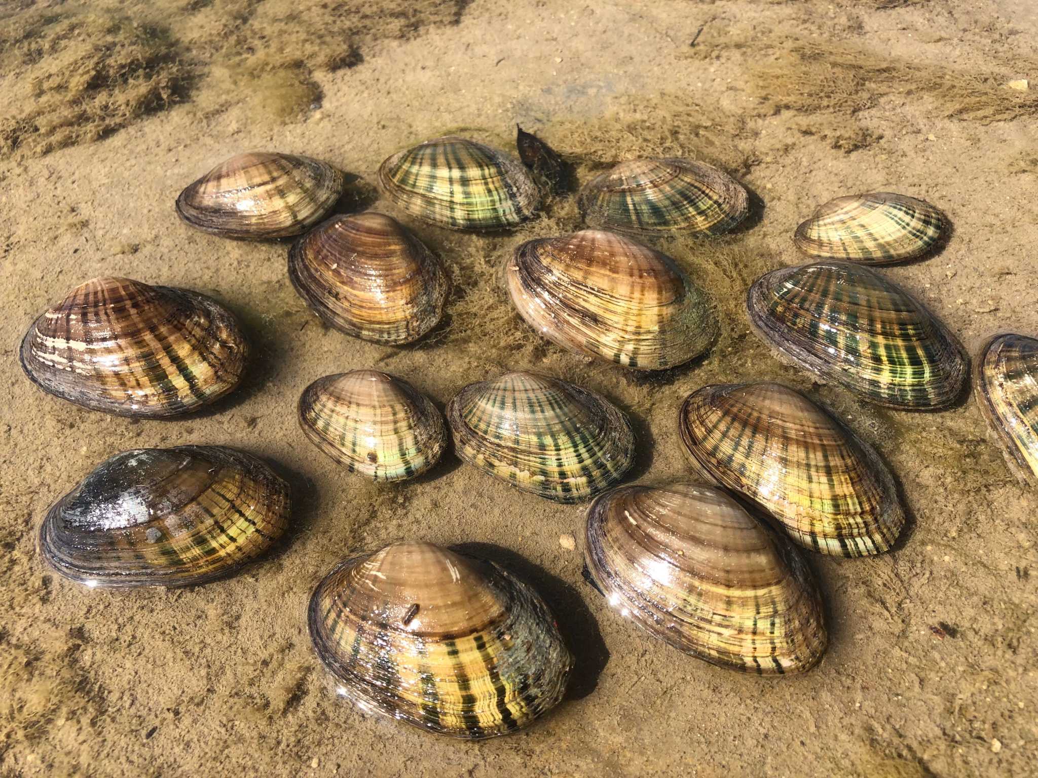 Six Texas freshwater mussels to be added to endangered species list