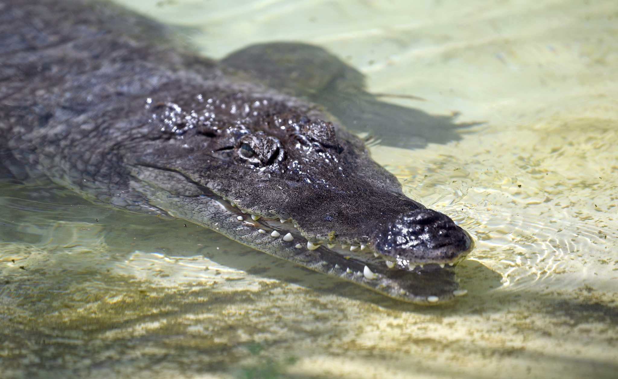 Nearly 200 crocodiles migrate near Texas border after Hurricane Beryl