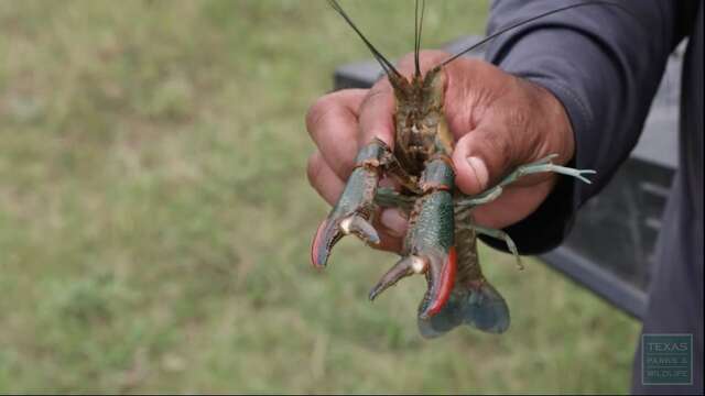 Australian crayfish invading Texas waters nearly 8K miles away. How?