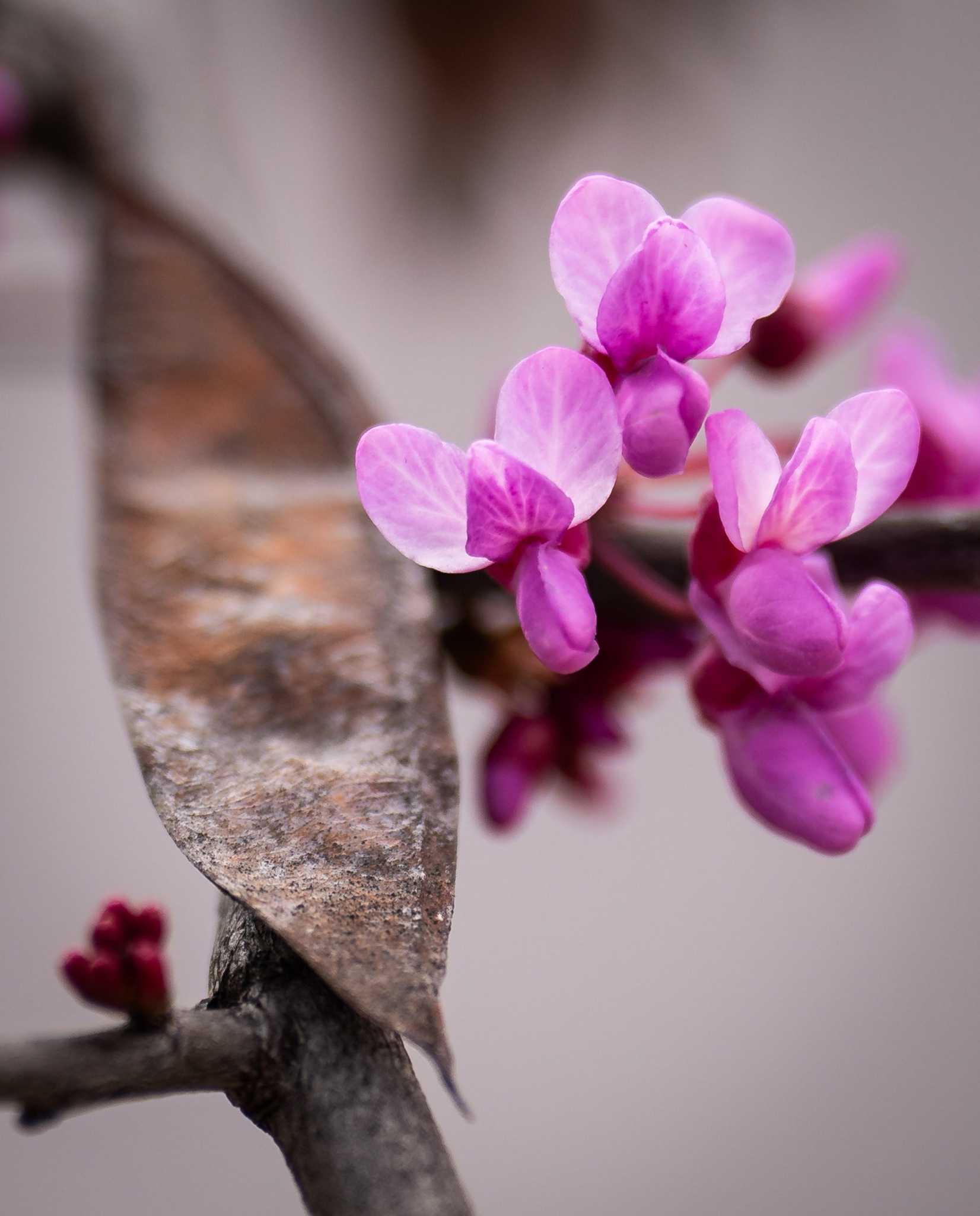 When does spring start? See Farmer's Almanac 2025 forecast for Texas