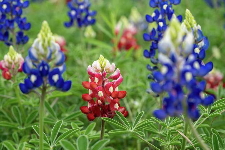 What are maroon bluebonnets? The story behind Texas A&M Aggies' flower