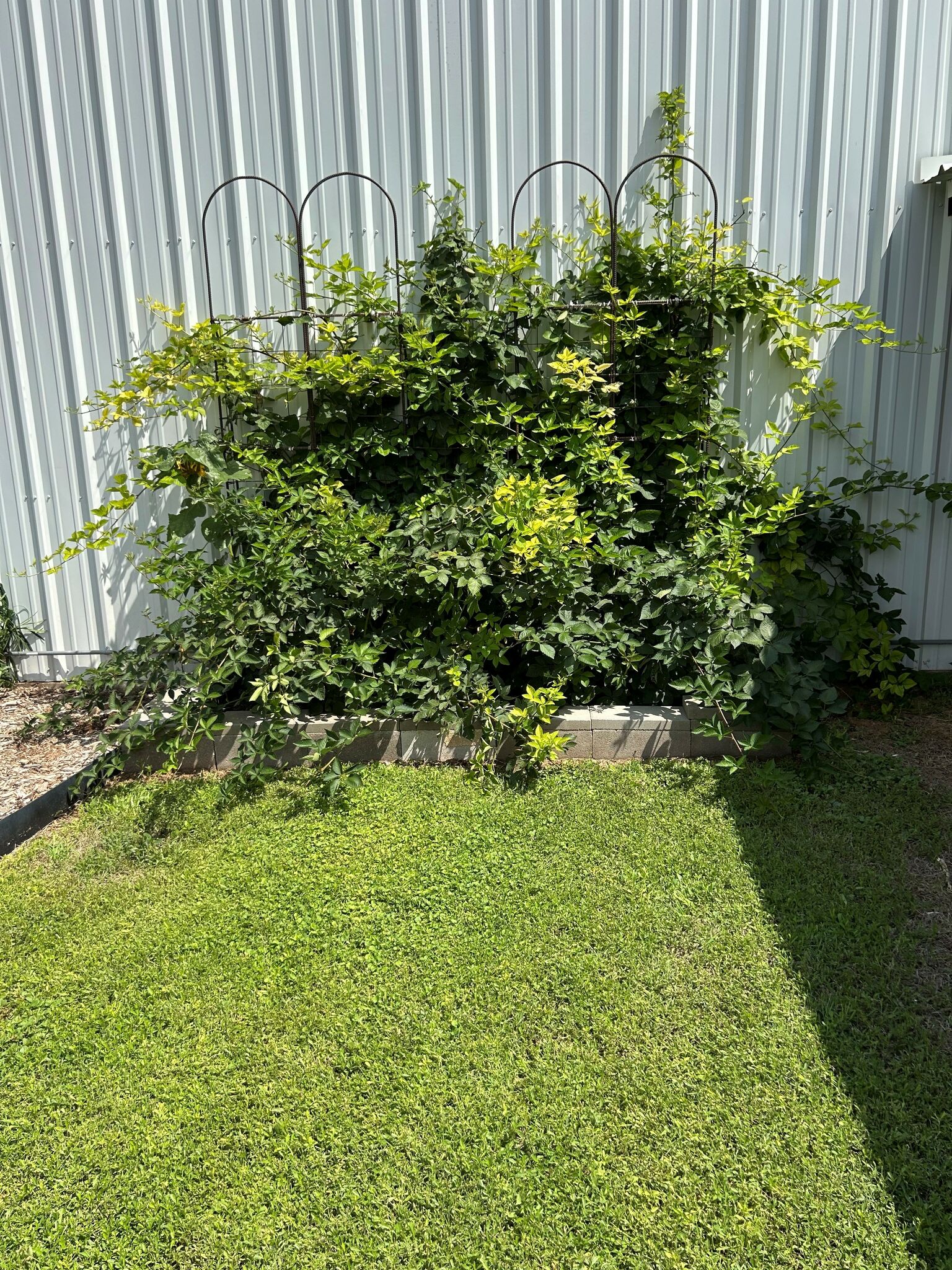 Cochineal insect's red dye shaped history and culture