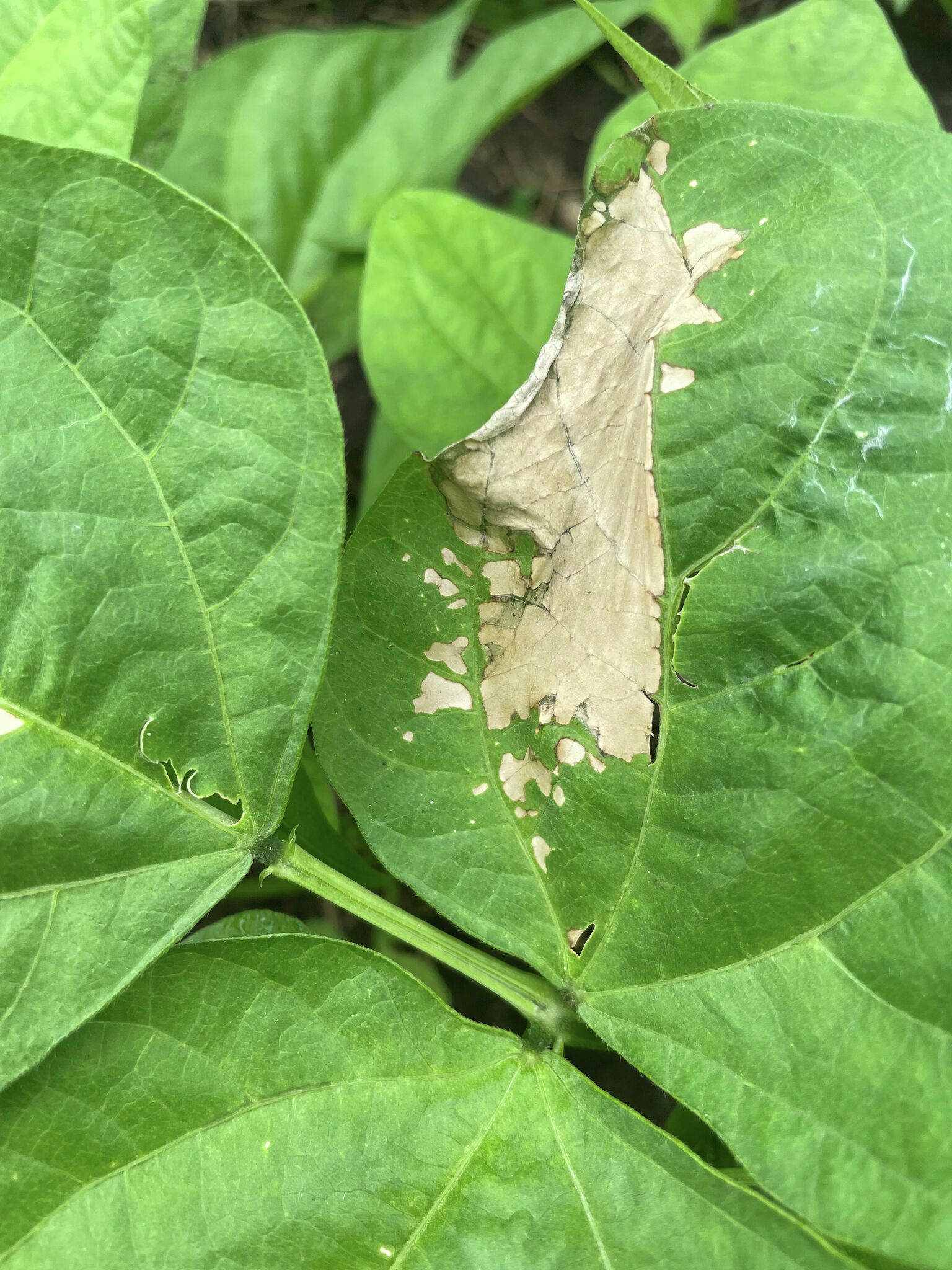 Plant heat stress: How hot weather affects your garden, how to help