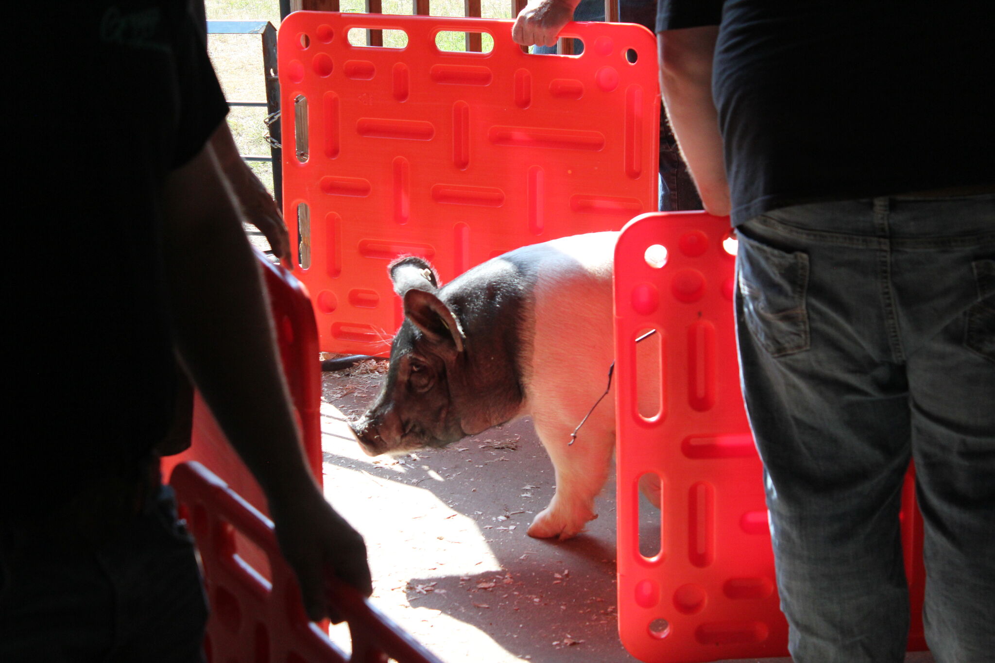 Pigs hog the spotlight at Mecosta County Michigan Free Fair