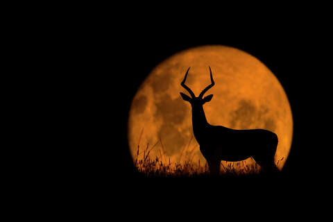 July full Buck Moon shines, marks summer’s midpoint and festivals