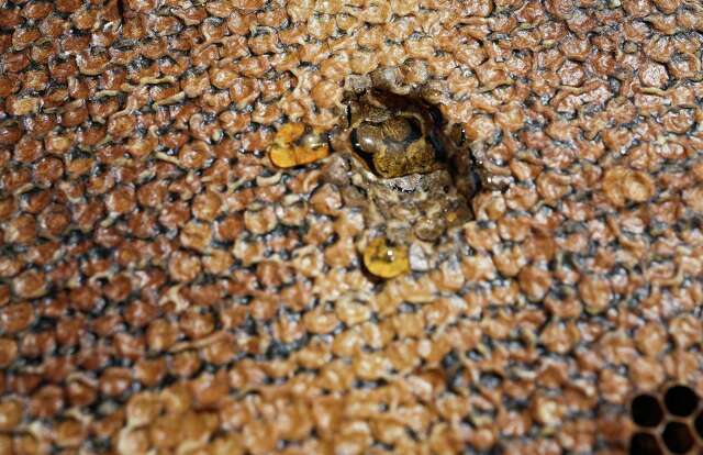 Bees vital to Houston's urban ecosystem, advocates, beekeepers say