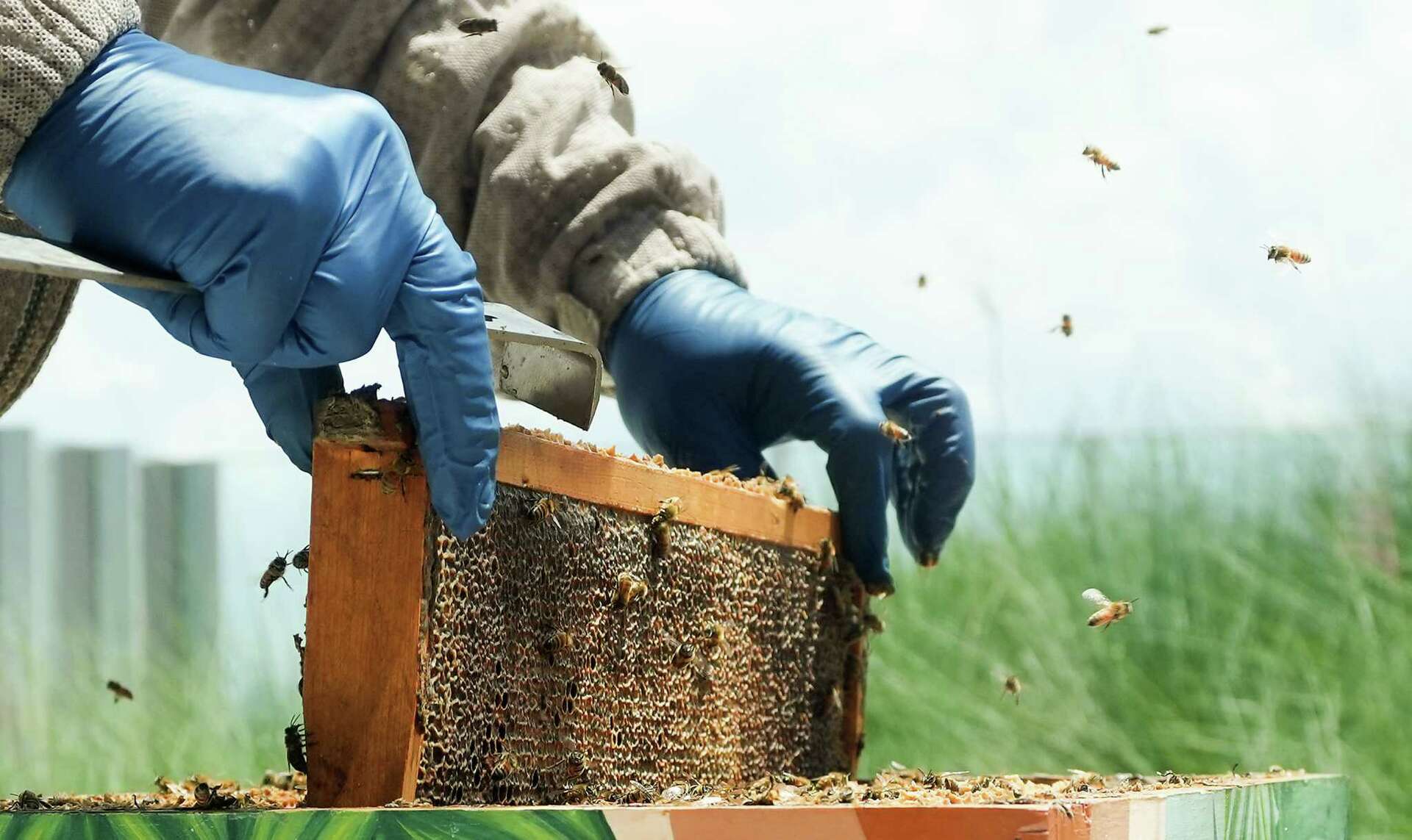 Bees vital to Houston's urban ecosystem, advocates, beekeepers say