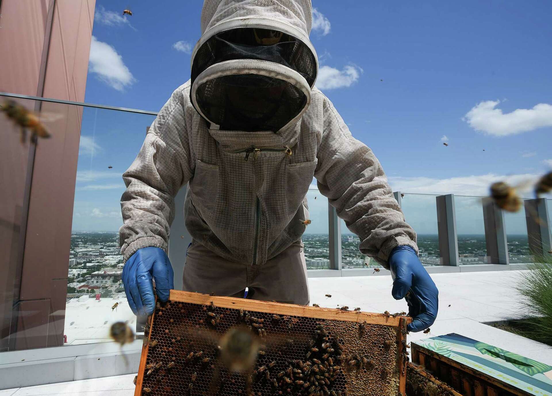Bees vital to Houston's urban ecosystem, advocates, beekeepers say