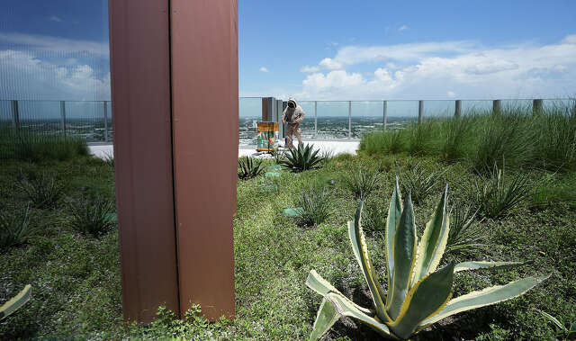 Bees vital to Houston's urban ecosystem, advocates, beekeepers say