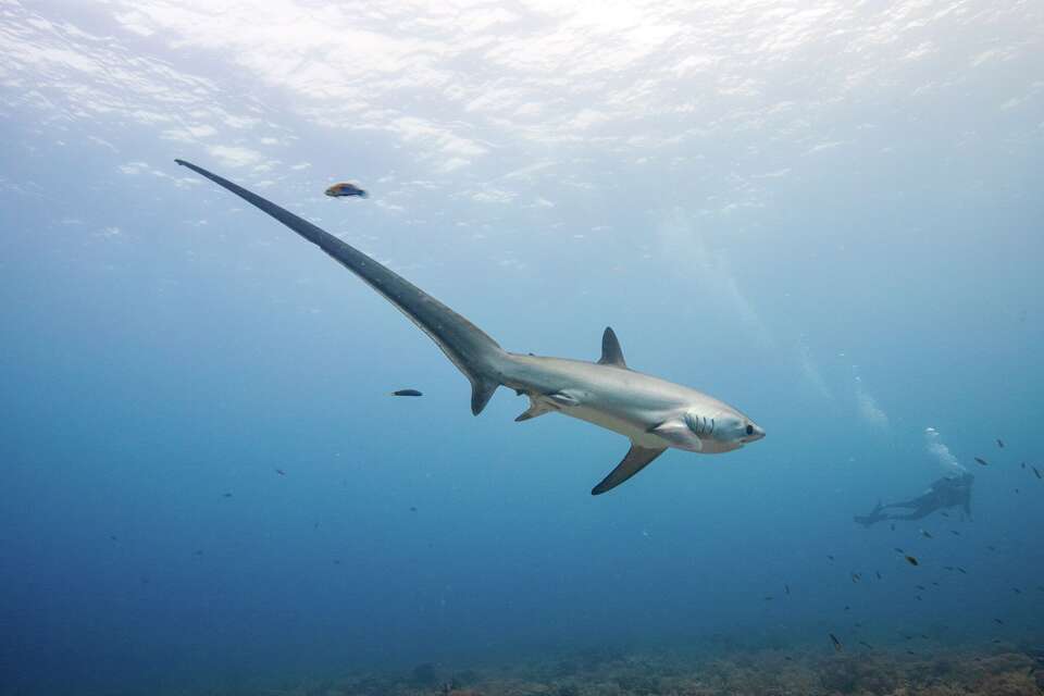 These 7 sharks hold Connecticut records for their size