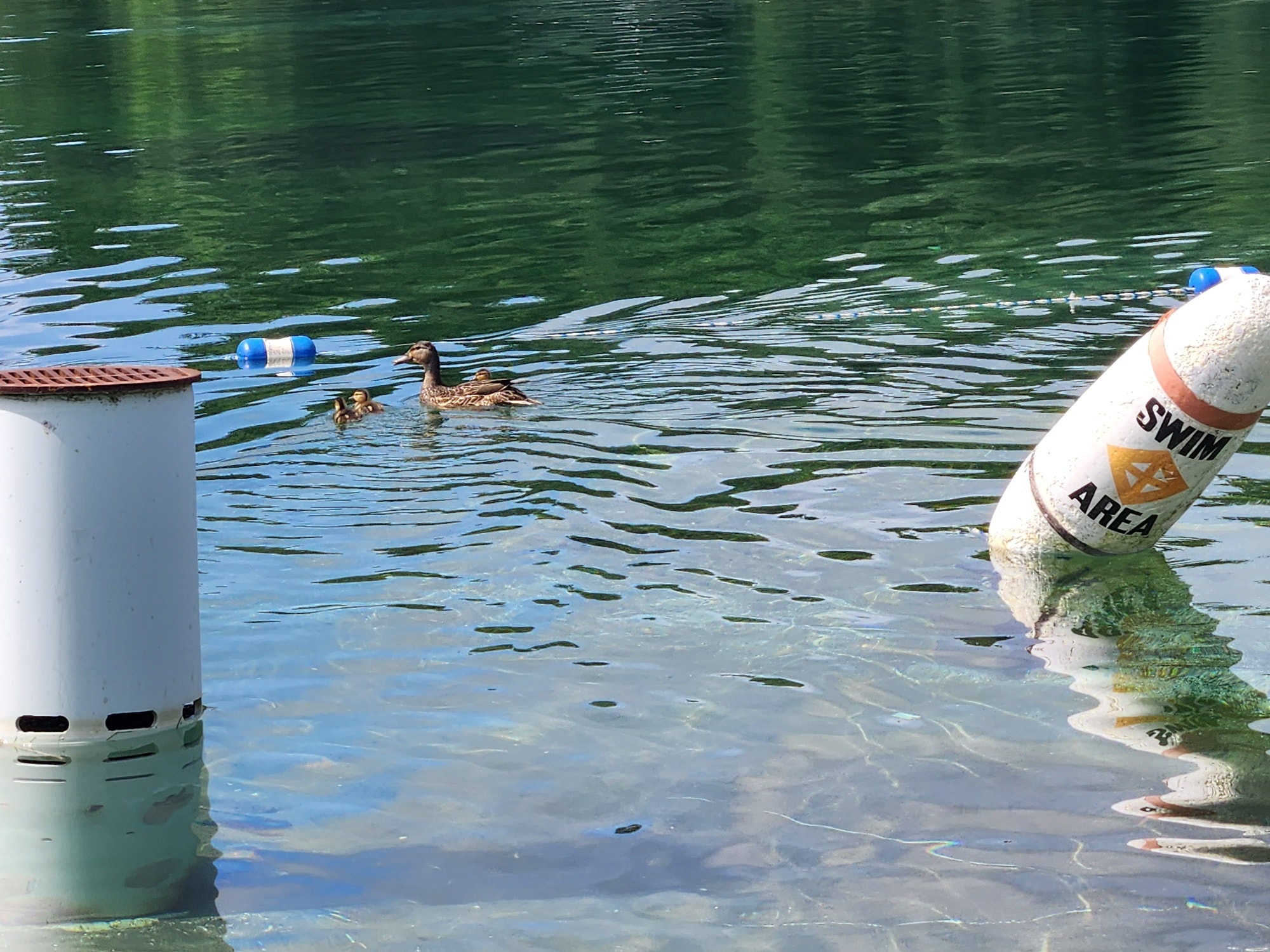 Ducklings rescued, reunited with mother in Wethersfield, officials say