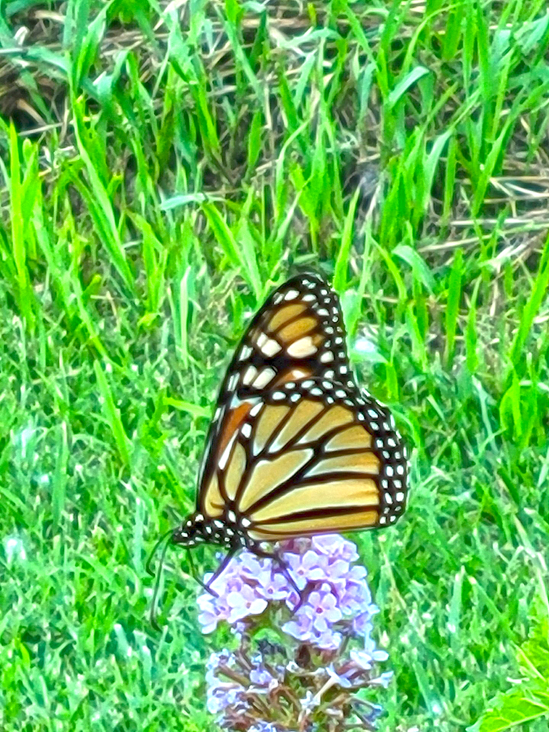 Dale and Patty Osborne celebrating 25th wedding anniversary