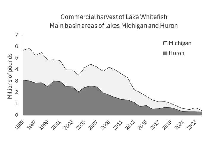 Whitefish populations collapse in Great Lakes